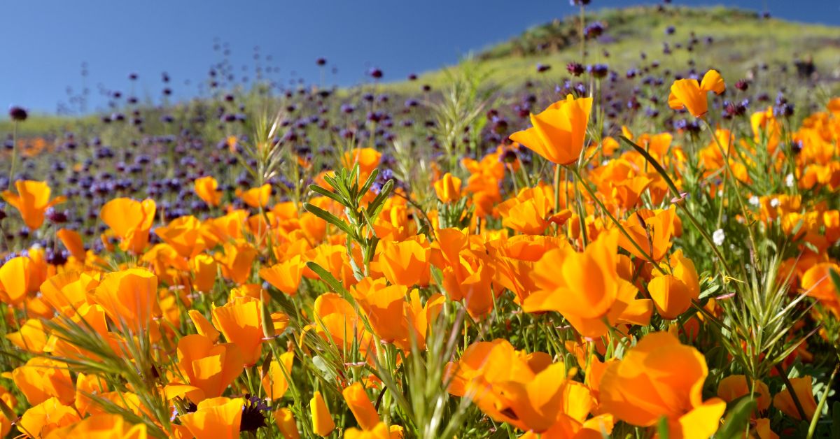 Desert in Super Bloom – Earth Based Body